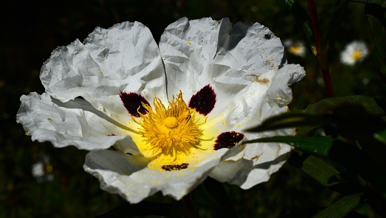 Foto do dia: a flor das nossas serras - Algarve Marafado